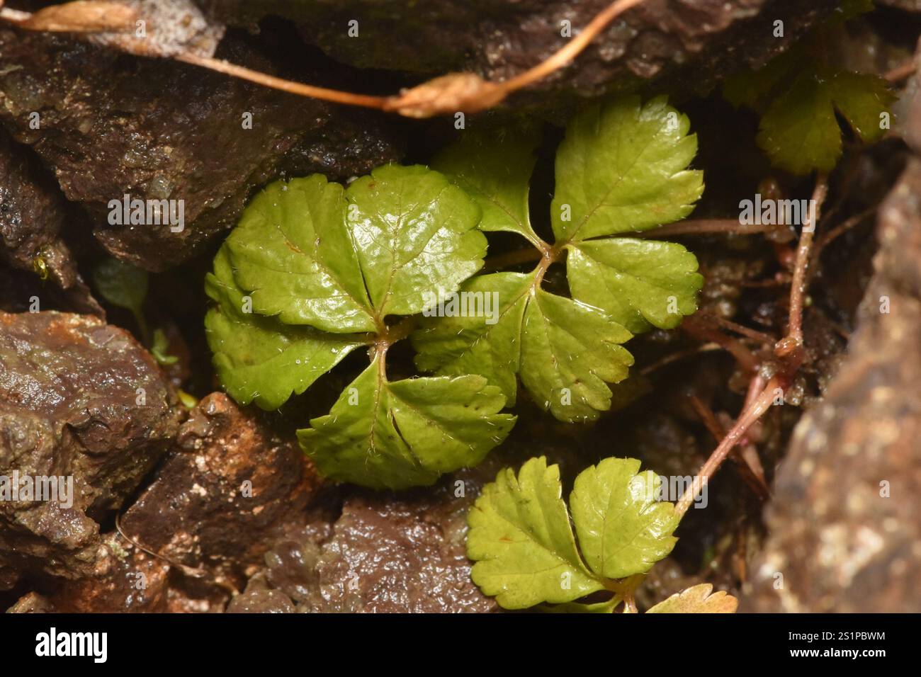 Five-leaf Dwarf Bramble (Rubus pedatus Stock Photo - Alamy