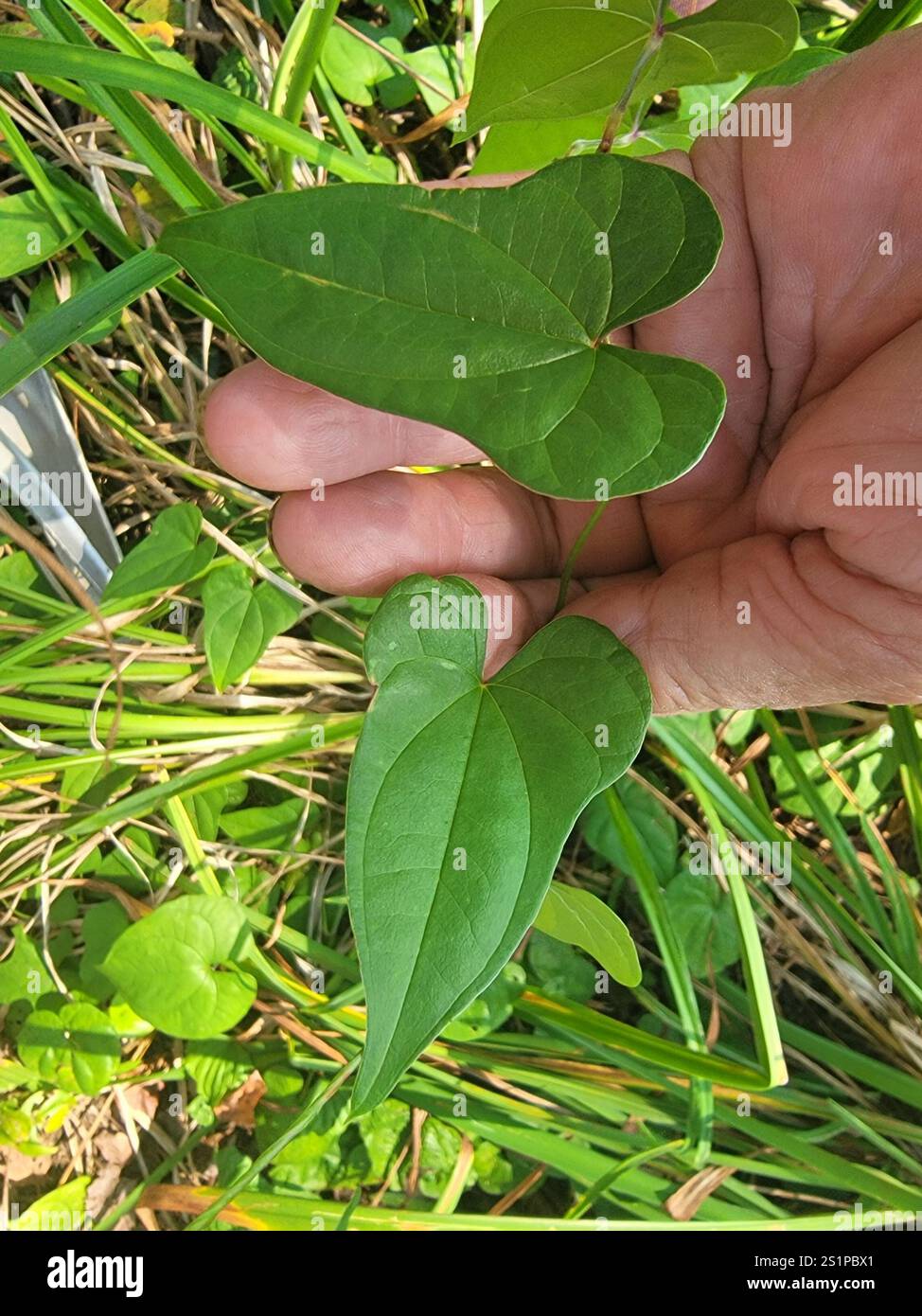 Chinese yam (Dioscorea polystachya Stock Photo - Alamy