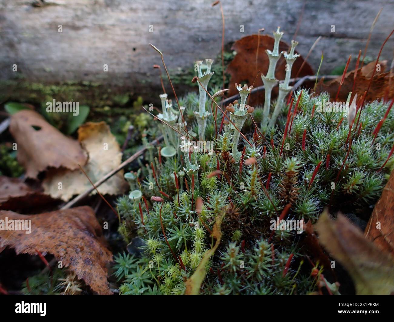 Ladder Lichen (Cladonia verticillata Stock Photo - Alamy