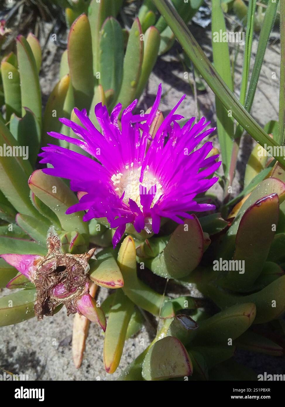 Australian Pig Face (Carpobrotus rossii Stock Photo - Alamy