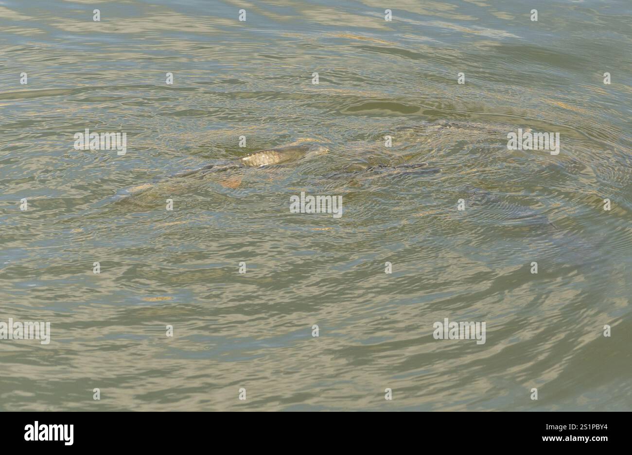 Ray-finned Fishes (Actinopterygii Stock Photo - Alamy