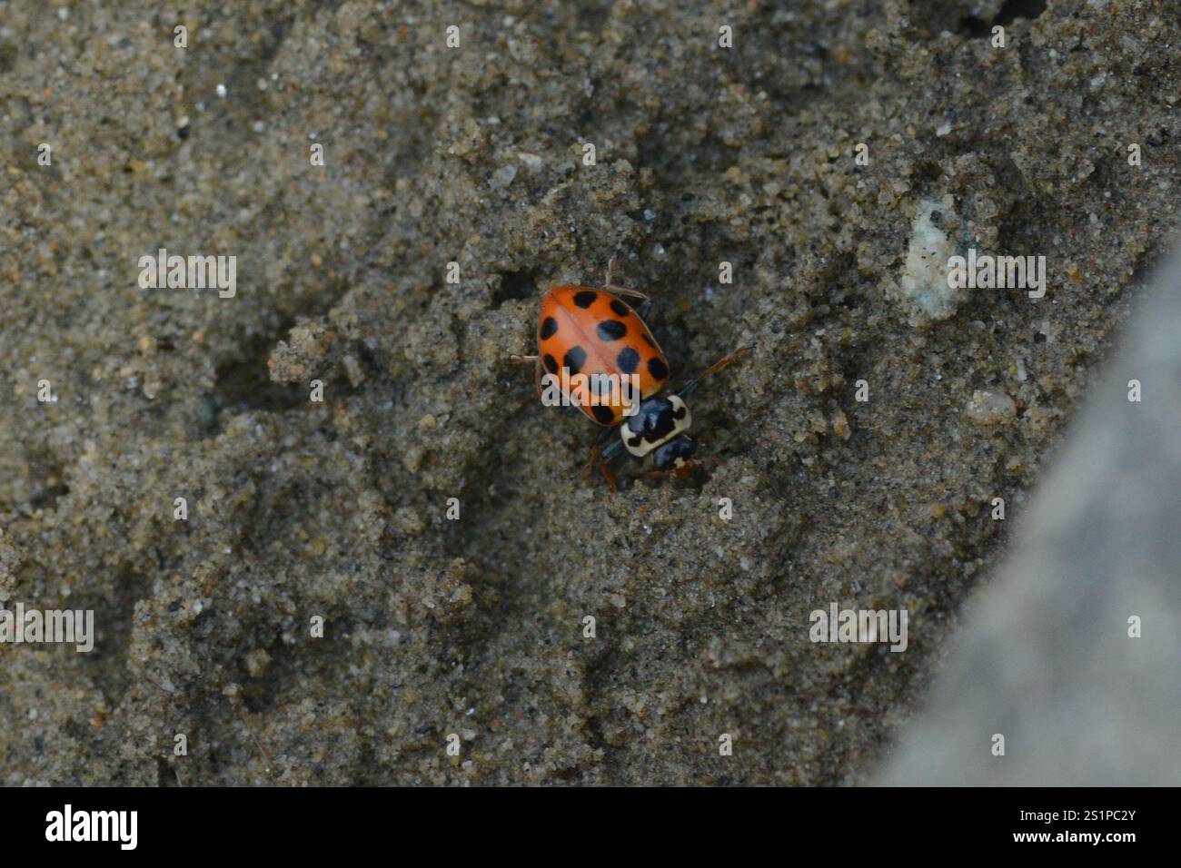 Thirteen-spotted Lady Beetle (Hippodamia tredecimpunctata Stock Photo ...