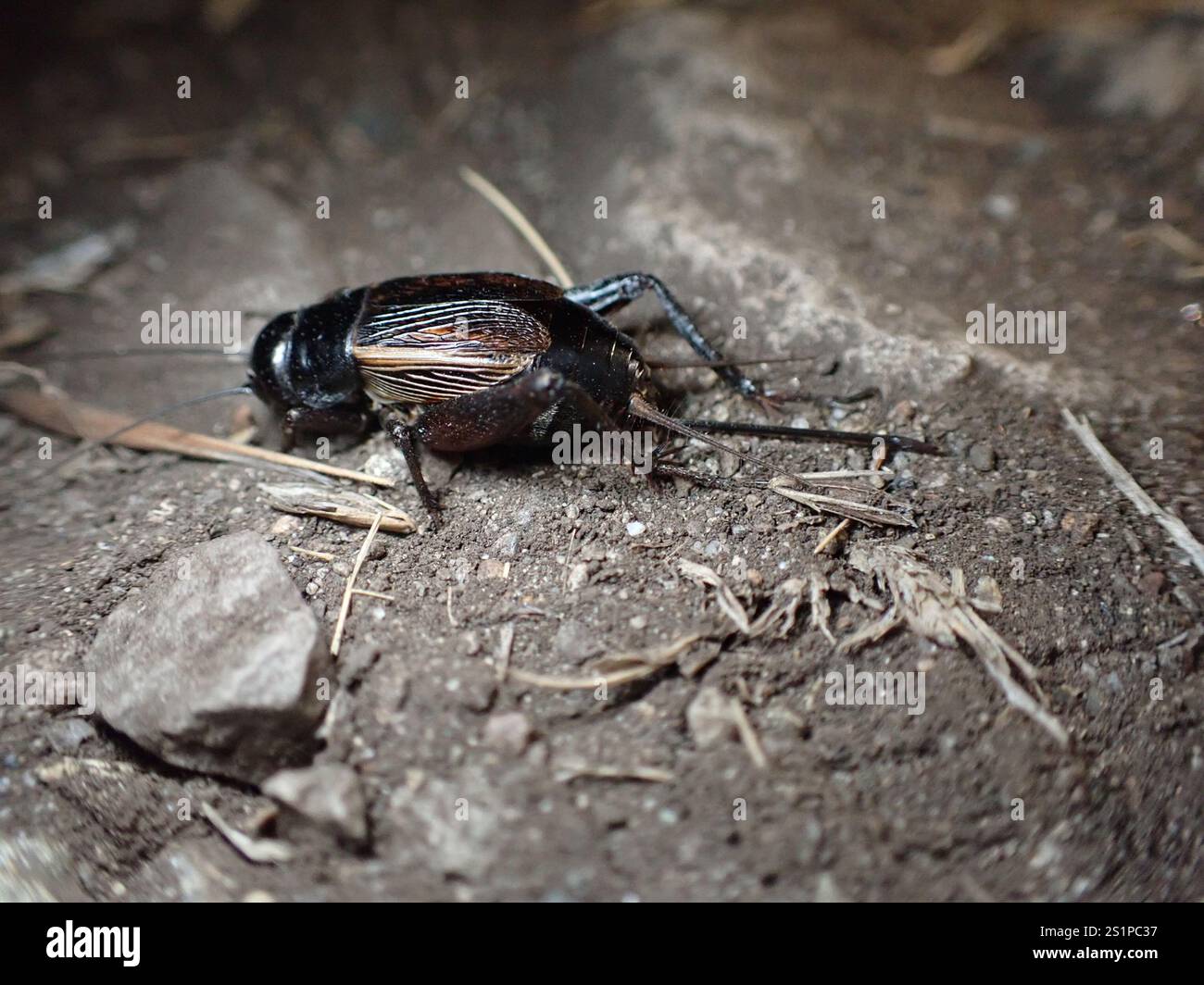 Fall Field Cricket (Gryllus pennsylvanicus Stock Photo - Alamy