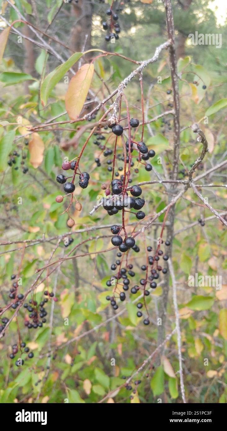 chokecherry (Prunus virginiana Stock Photo - Alamy