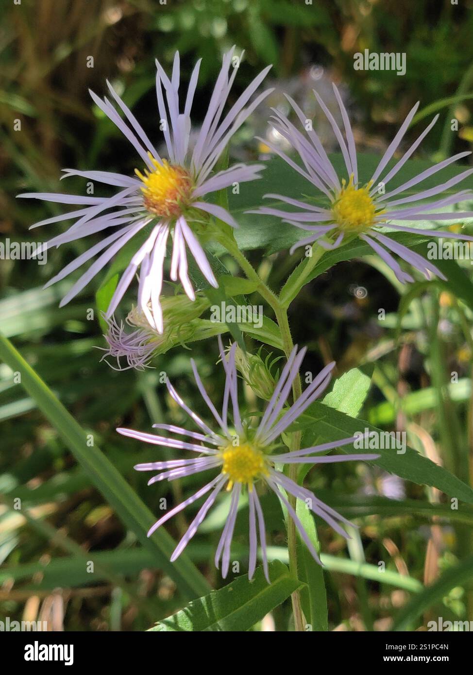 swamp aster (Symphyotrichum puniceum Stock Photo - Alamy