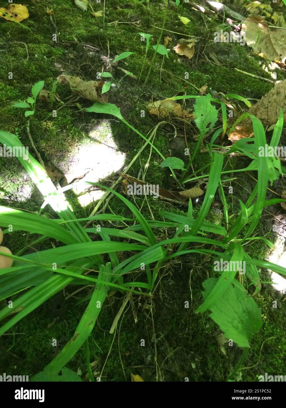 White Bear Sedge (Carex albursina Stock Photo - Alamy