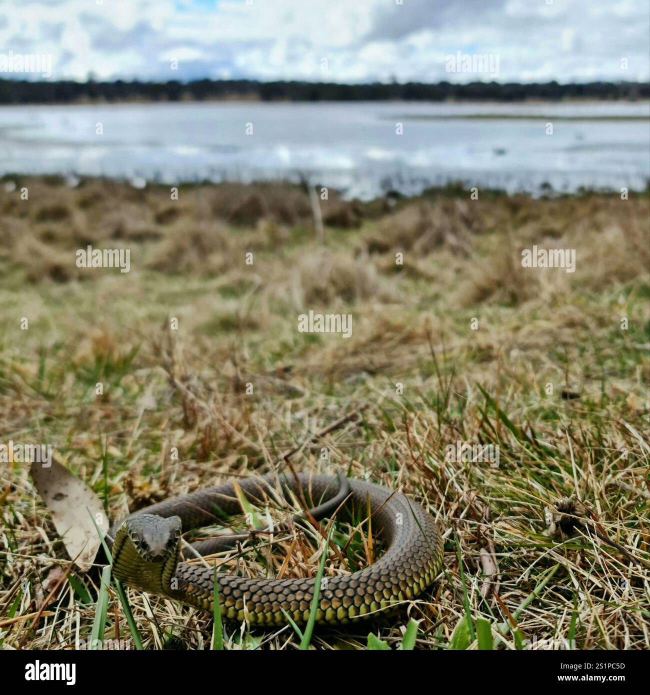 Highlands Copperhead (Austrelaps ramsayi Stock Photo - Alamy