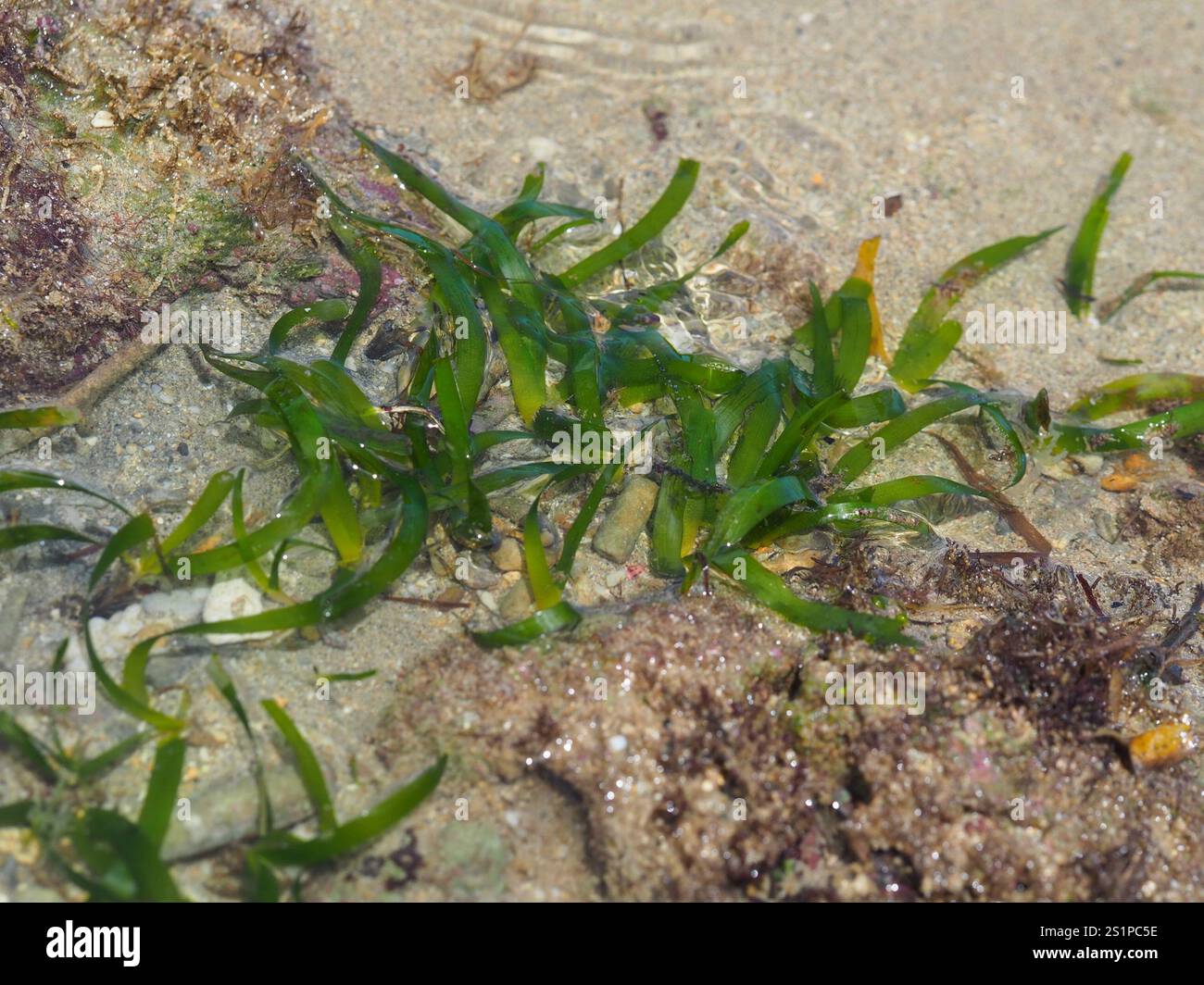 Sickle seagrass (Thalassia hemprichii Stock Photo - Alamy