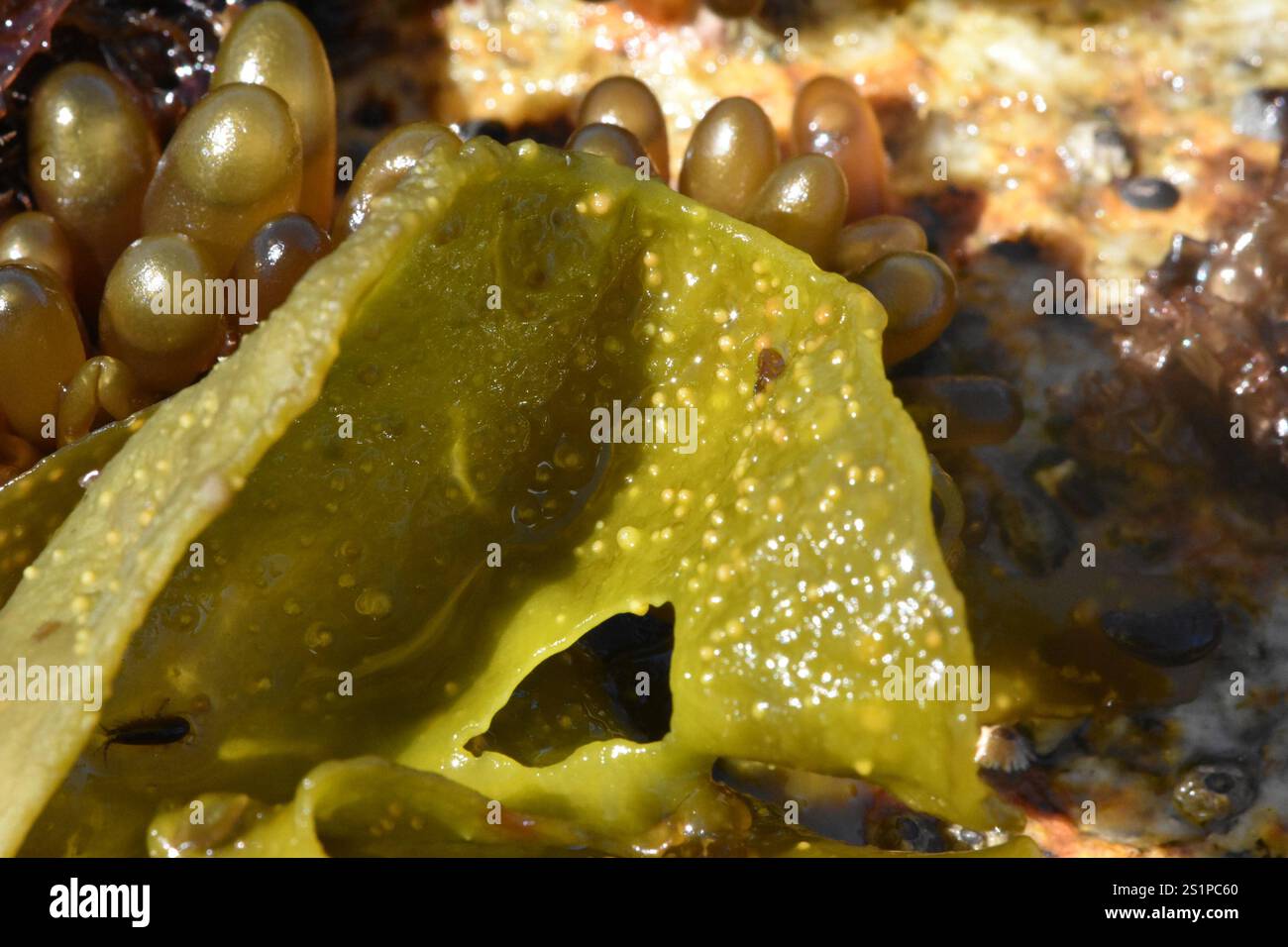 Iridescent Algae (Mazzaella Stock Photo - Alamy