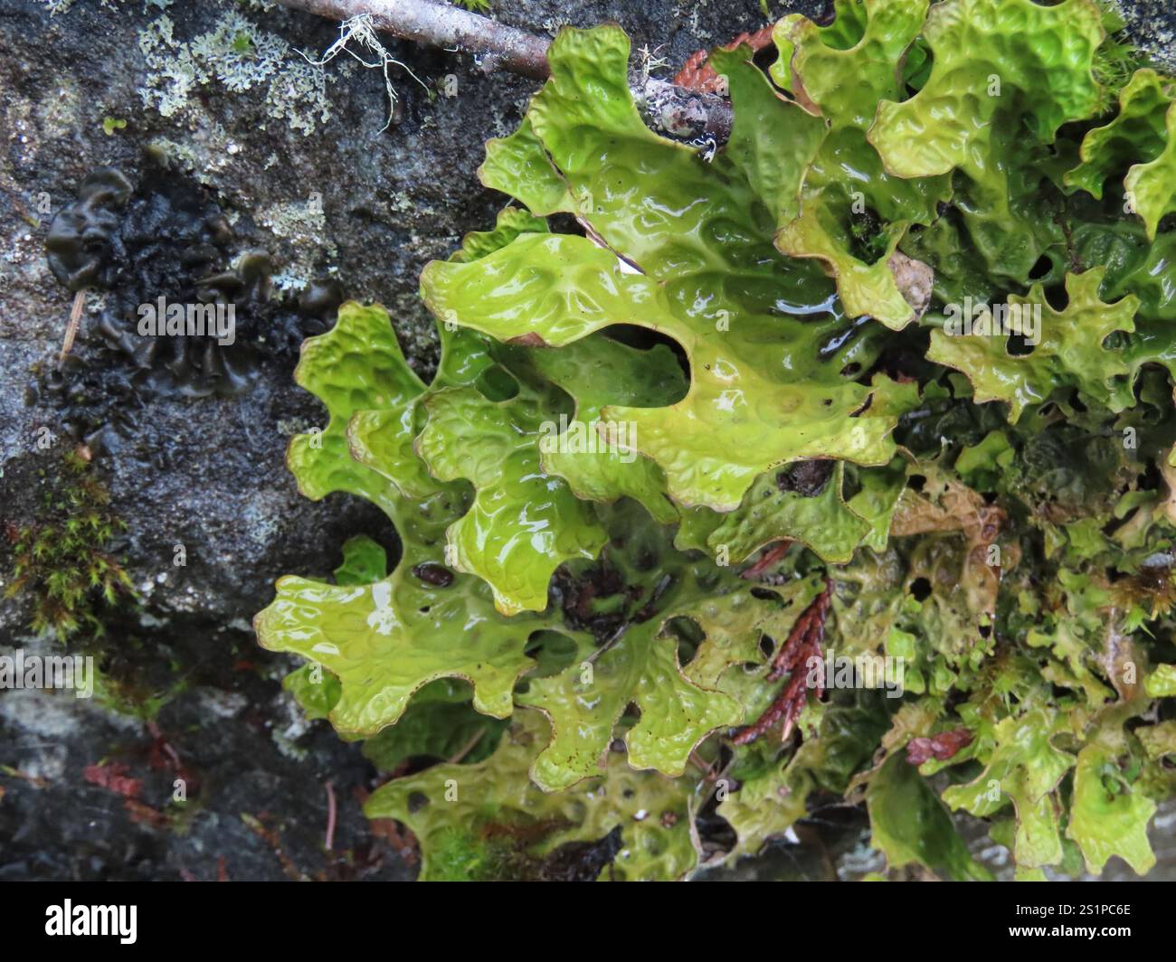 Tree Lungwort (Lobaria pulmonaria Stock Photo - Alamy