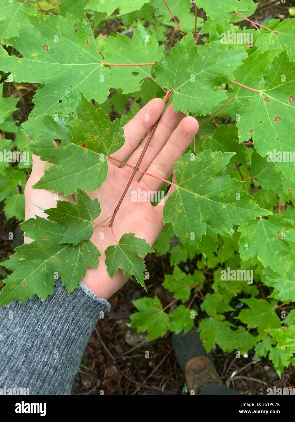 red maple (Acer rubrum Stock Photo - Alamy