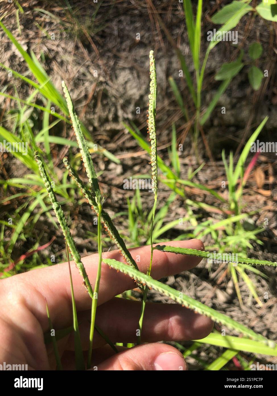 bull crowngrass (Paspalum boscianum Stock Photo - Alamy