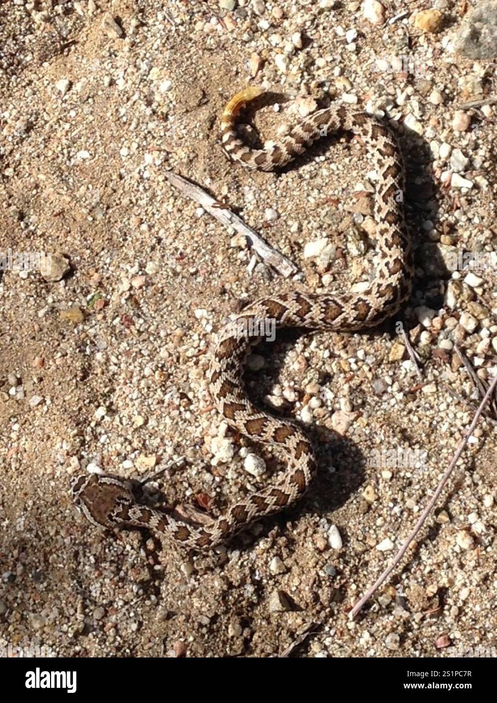 Southern Pacific Rattlesnake (Crotalus oreganus helleri Stock Photo - Alamy
