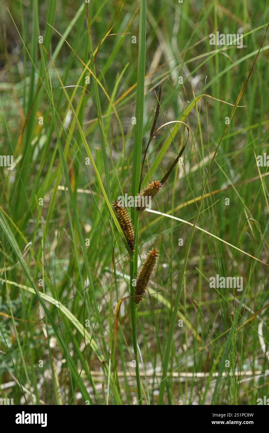 true sedges (Carex Stock Photo - Alamy