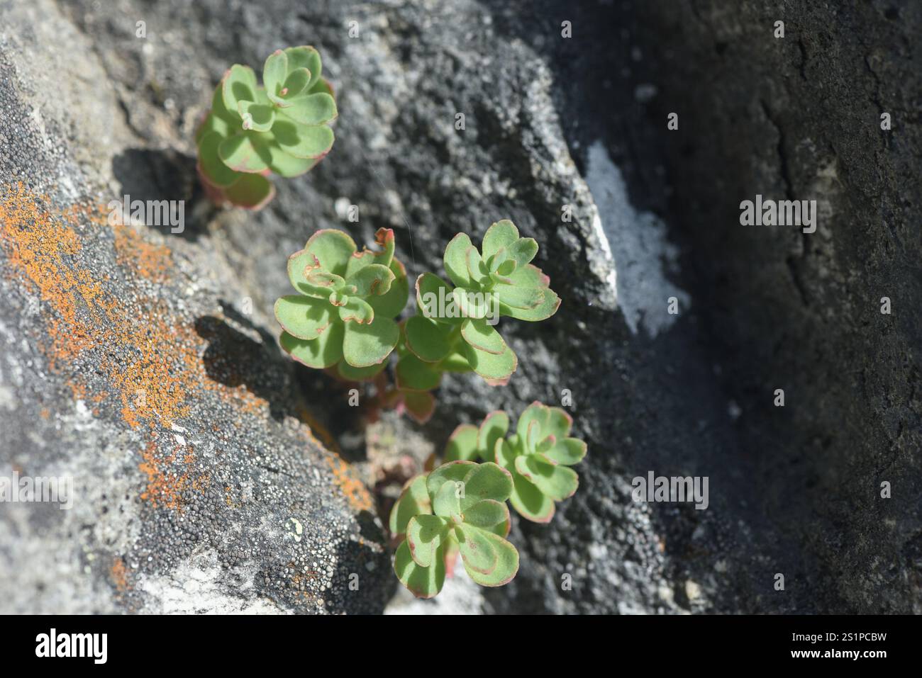 western roseroot (Rhodiola integrifolia Stock Photo - Alamy