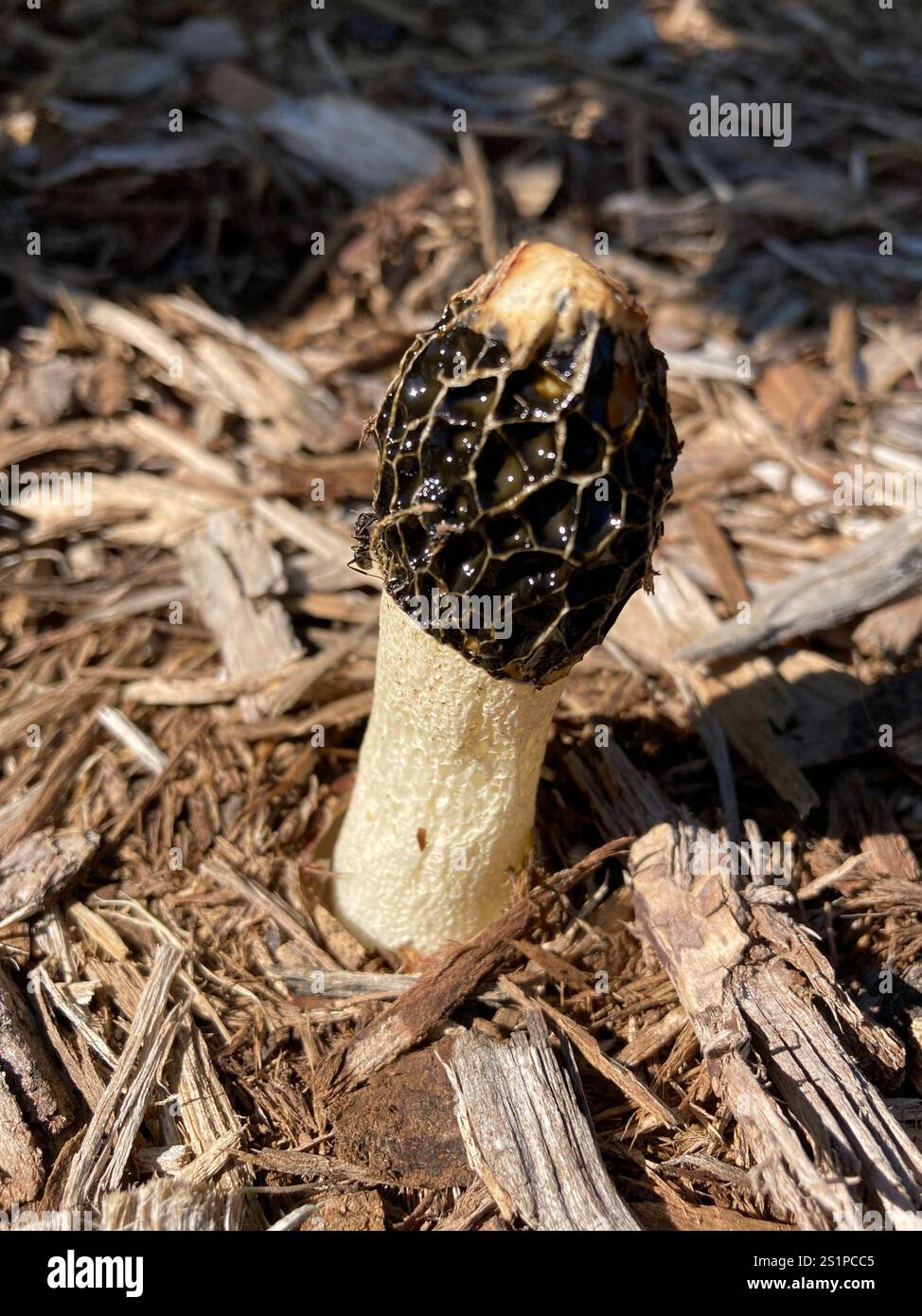 dune stinkhorn (Phallus hadriani Stock Photo - Alamy