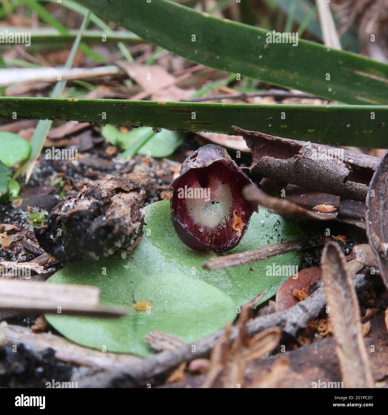 slaty helmet-orchid (Corybas incurvus Stock Photo - Alamy