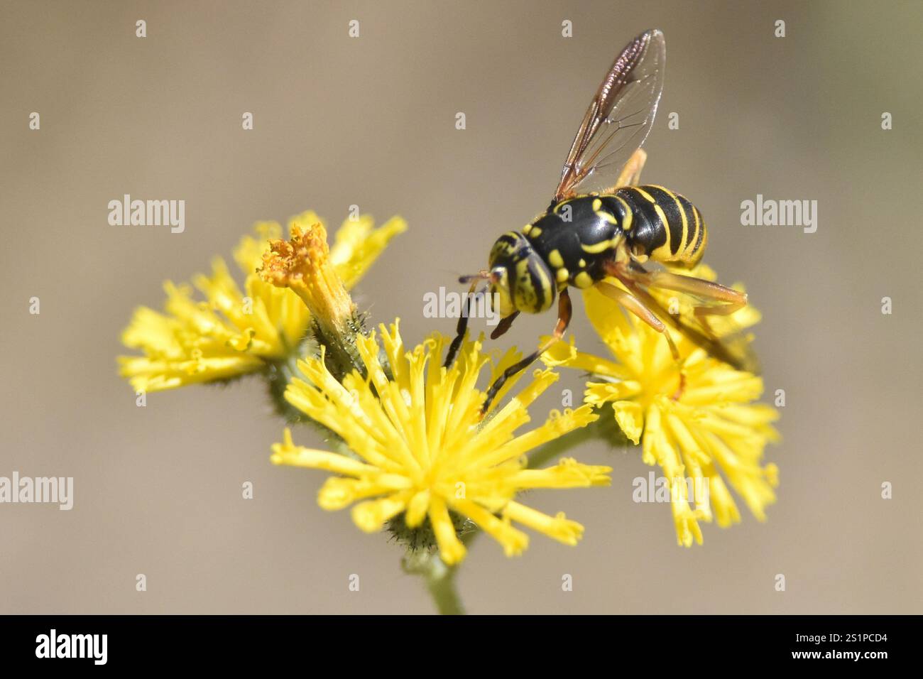 Western Hornet Fly (Spilomyia citima Stock Photo - Alamy