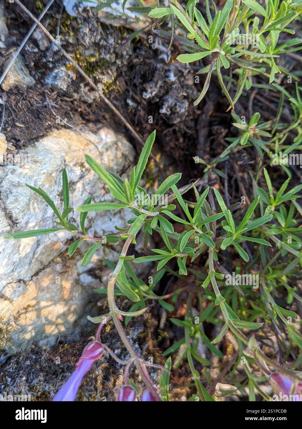 Bush Penstemon (Penstemon fruticosus Stock Photo - Alamy
