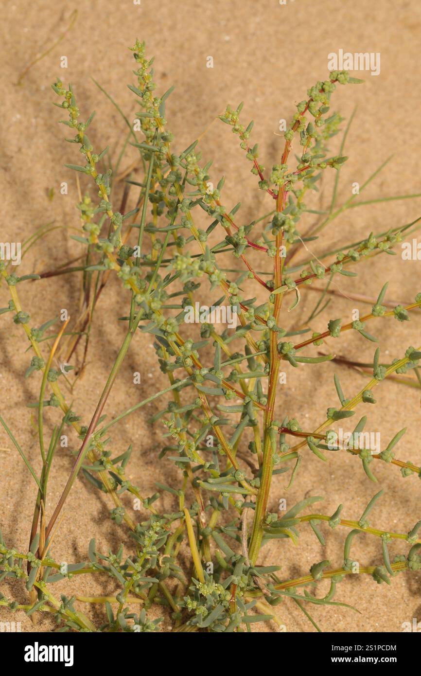 Herbaceous Seepweed (Suaeda maritima Stock Photo - Alamy