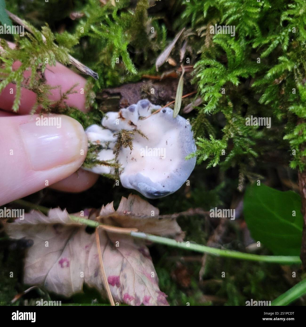 Blue Tooth (Hydnellum caeruleum Stock Photo - Alamy