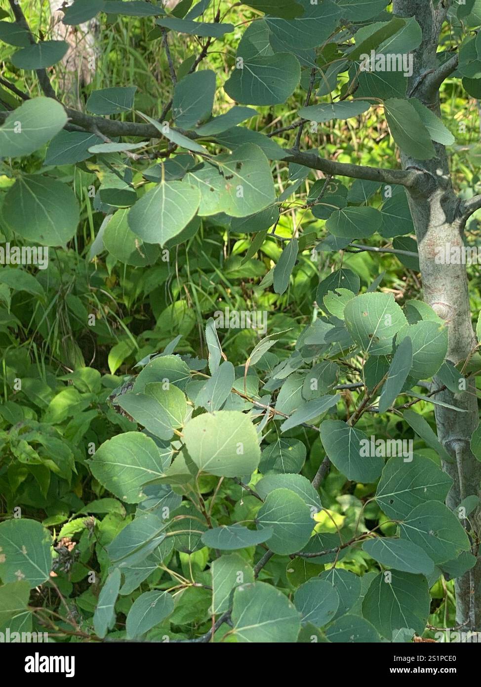 quaking aspen (Populus tremuloides Stock Photo - Alamy