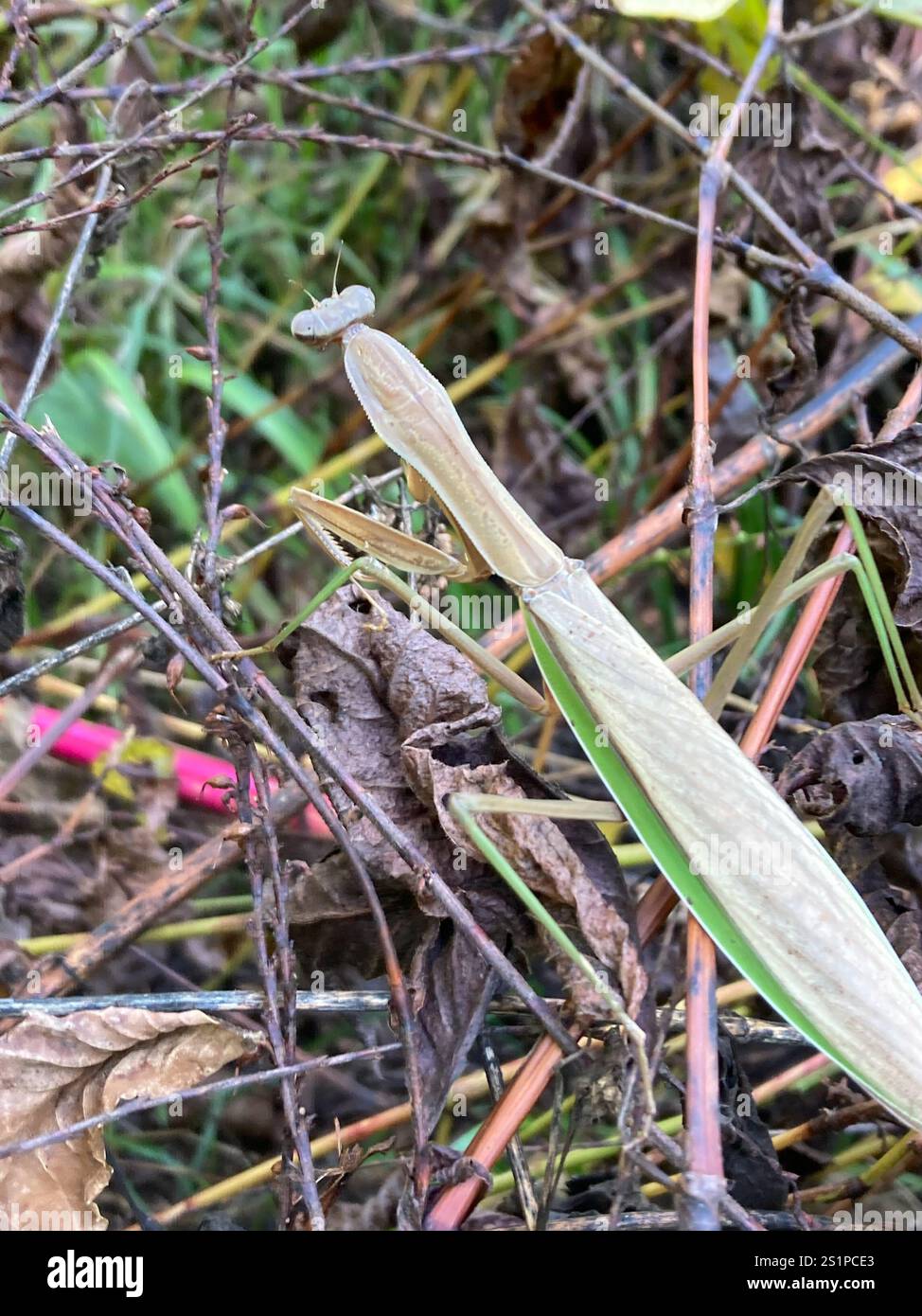 Chinese Mantis (Tenodera sinensis Stock Photo - Alamy