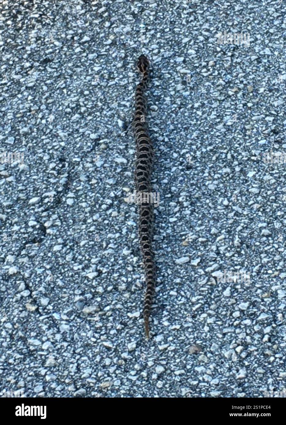 Pygmy Rattlesnake (Sistrurus miliarius Stock Photo - Alamy