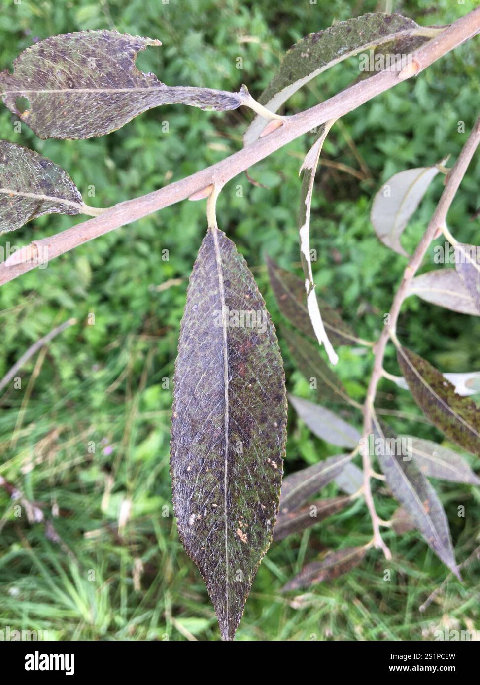 hybrid crack willow (Salix × fragilis Stock Photo - Alamy