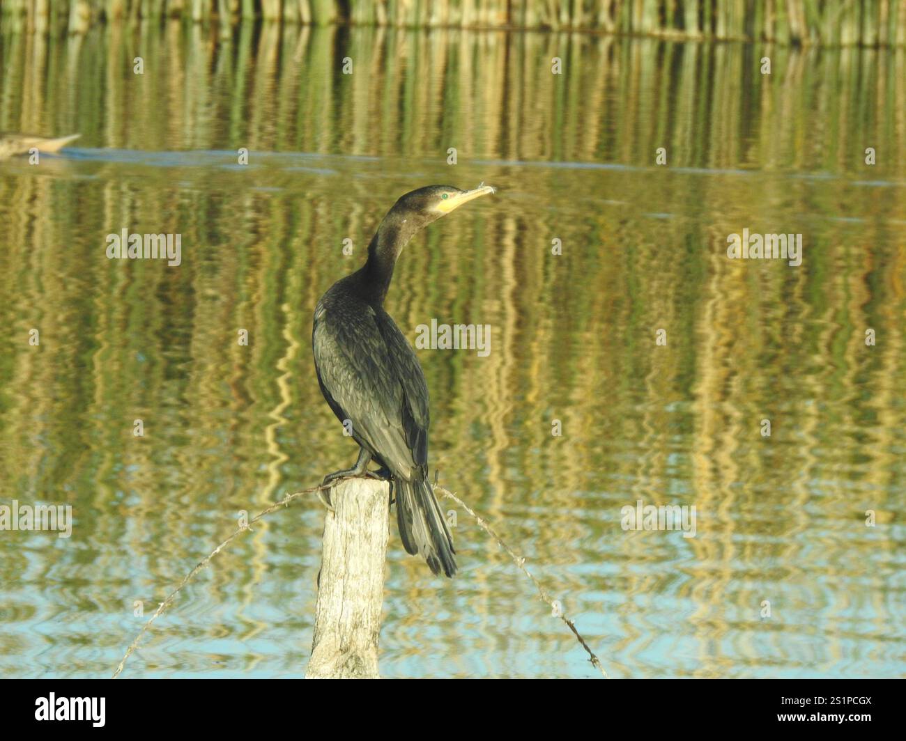 Neotropic Cormorant (Nannopterum brasilianum Stock Photo - Alamy