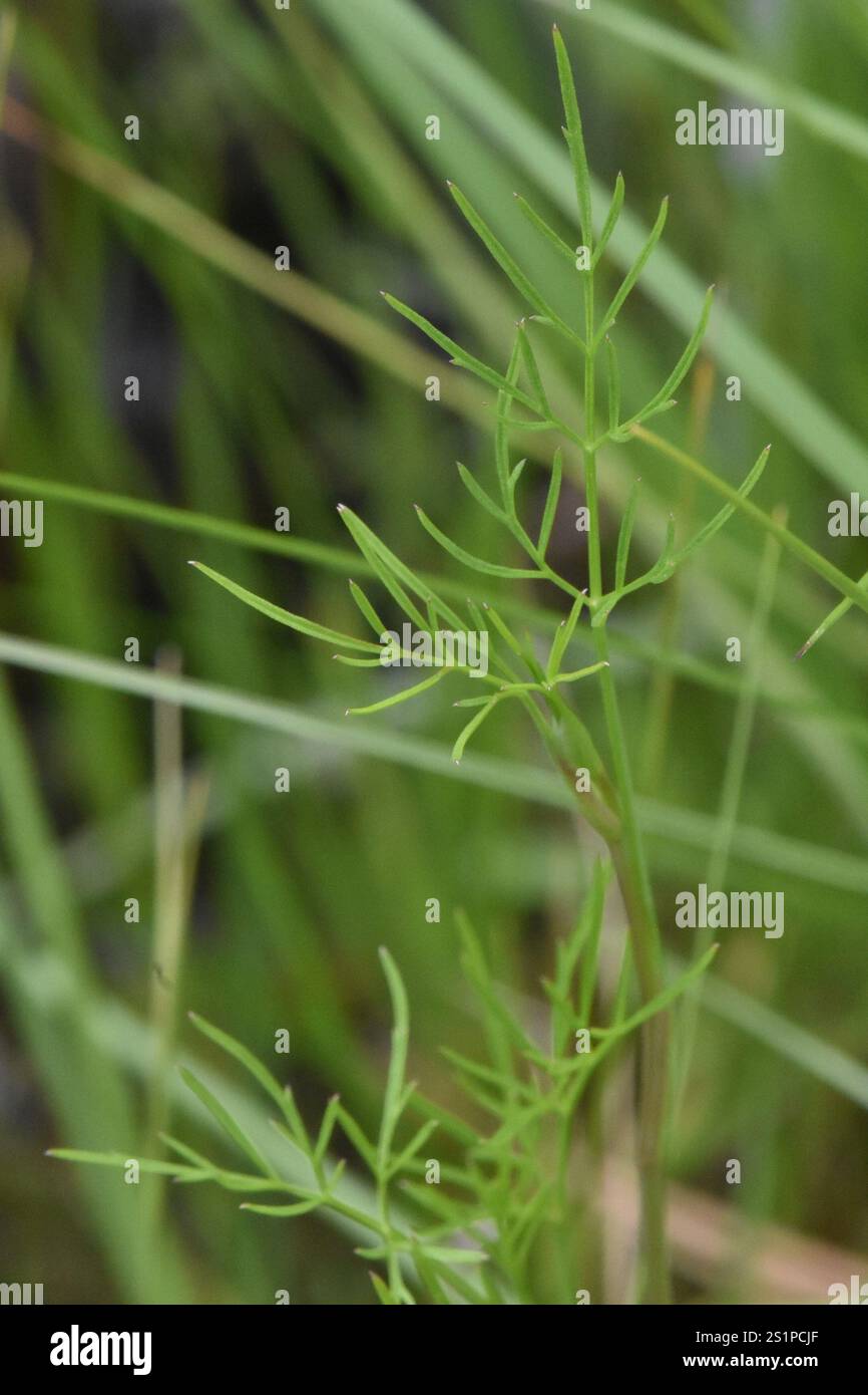 bulblet-bearing water hemlock (Cicuta bulbifera Stock Photo - Alamy