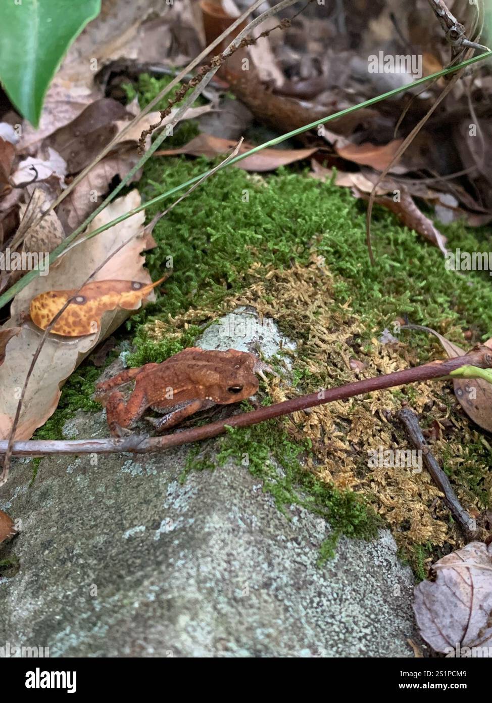 Eastern American Toad (Anaxyrus americanus americanus Stock Photo - Alamy