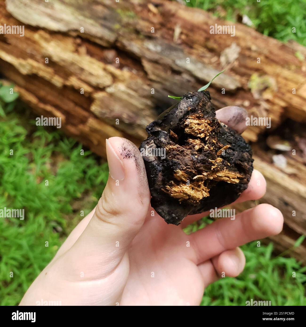 Dog's nose fungus (Camarops petersii Stock Photo - Alamy
