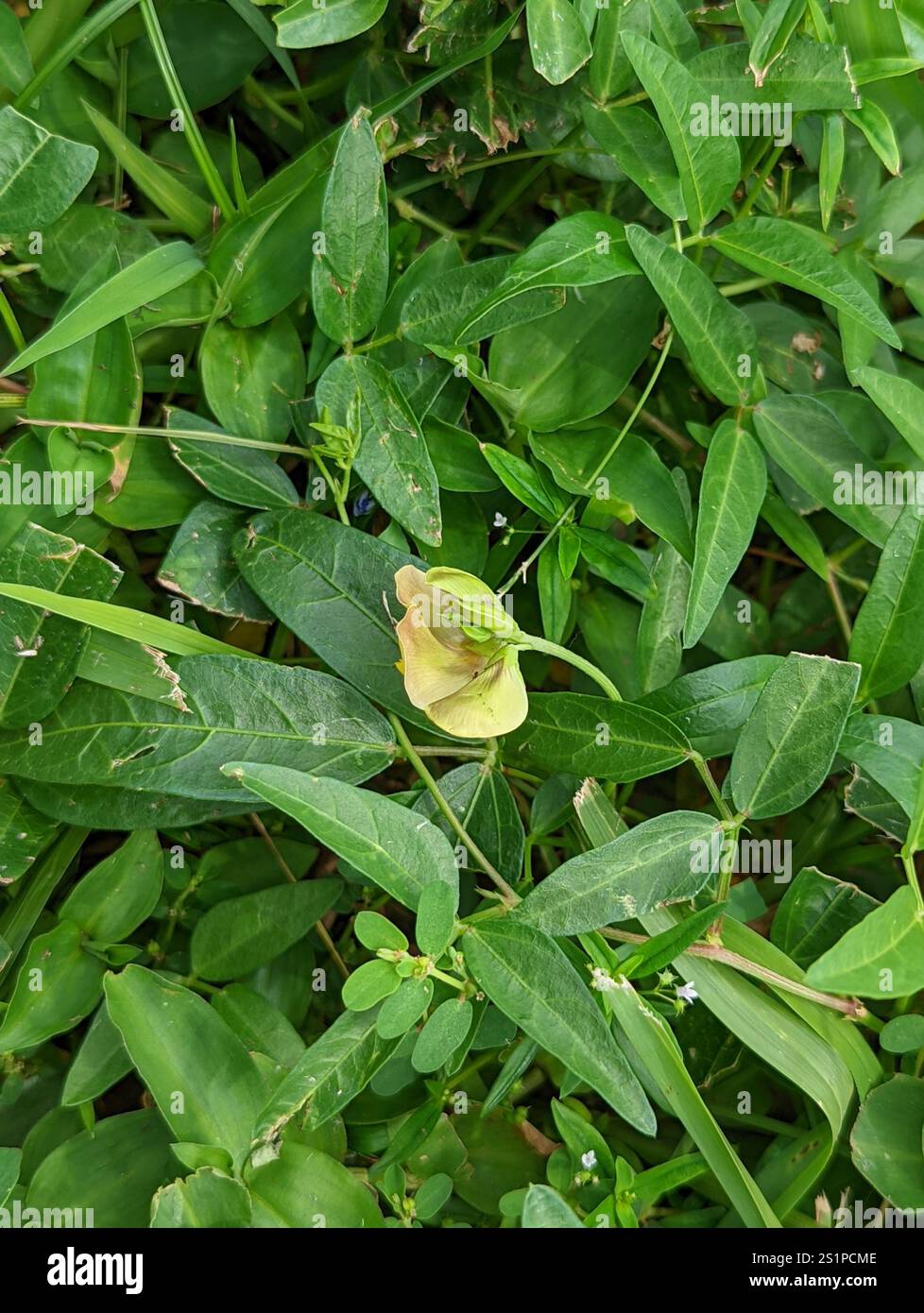 Wild Cowpea (Vigna luteola Stock Photo - Alamy