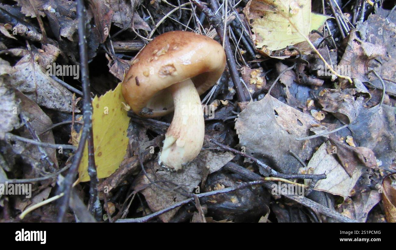 Birch Knight (Tricholoma fulvum Stock Photo - Alamy