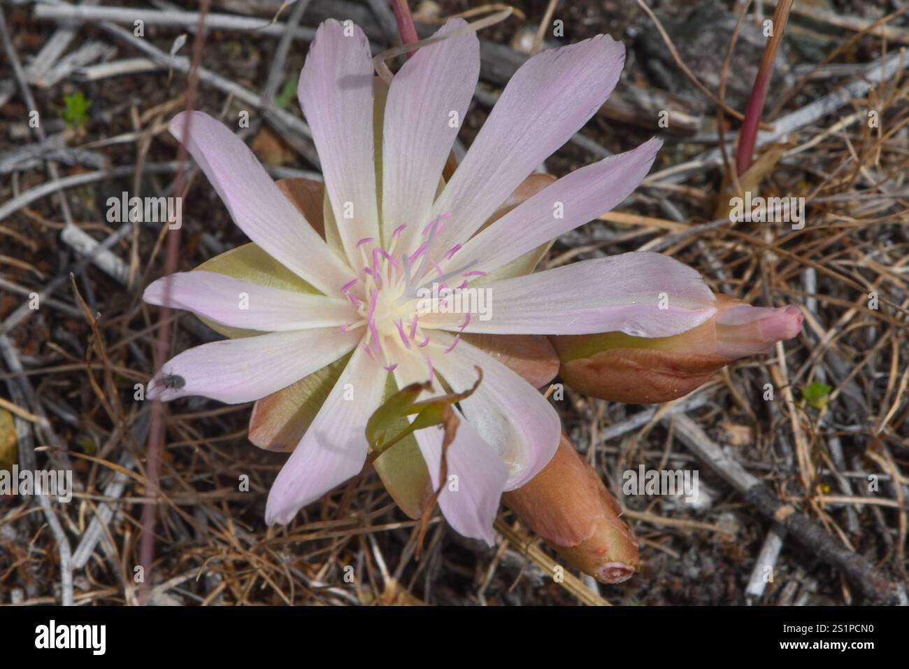 Bitterroot (Lewisia rediviva Stock Photo - Alamy