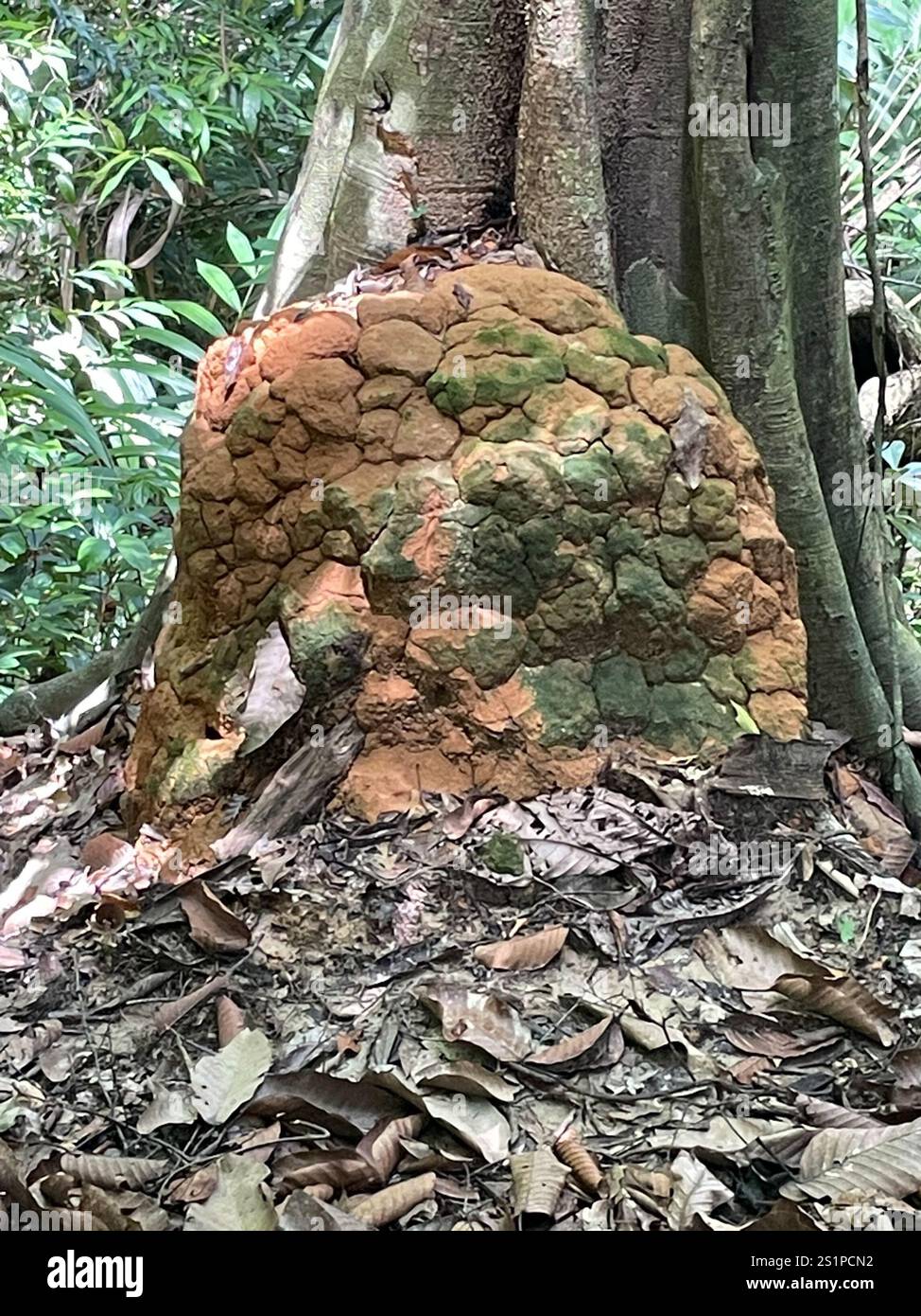 Macrotermes hi-res stock photography and images - Alamy