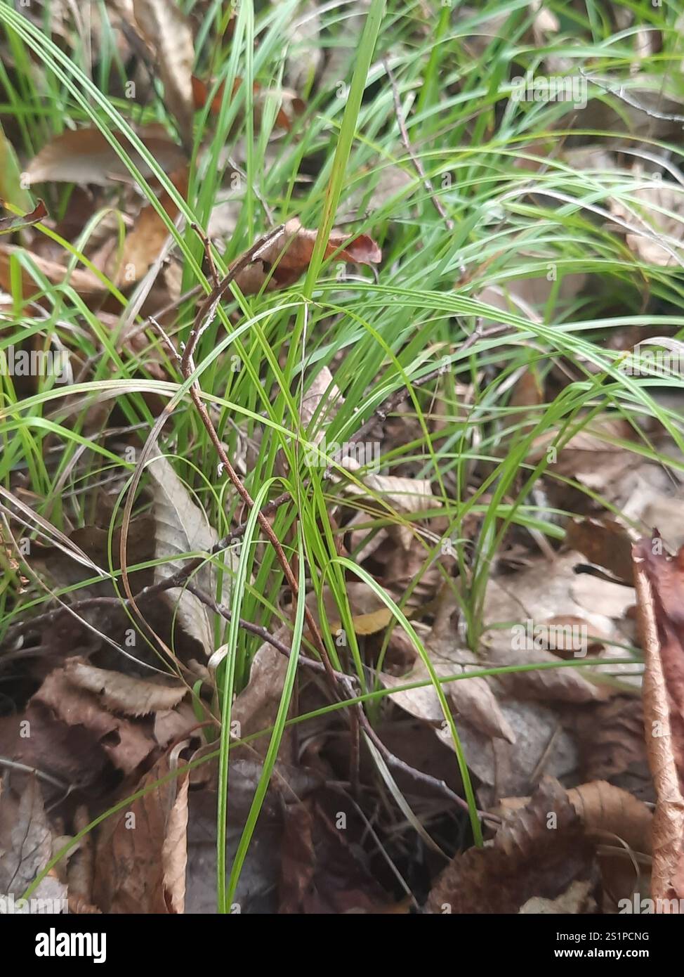Pennsylvania sedge (Carex pensylvanica Stock Photo - Alamy
