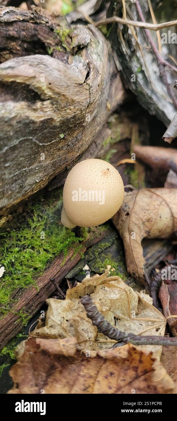 Pear-shaped Puffball (Apioperdon pyriforme Stock Photo - Alamy