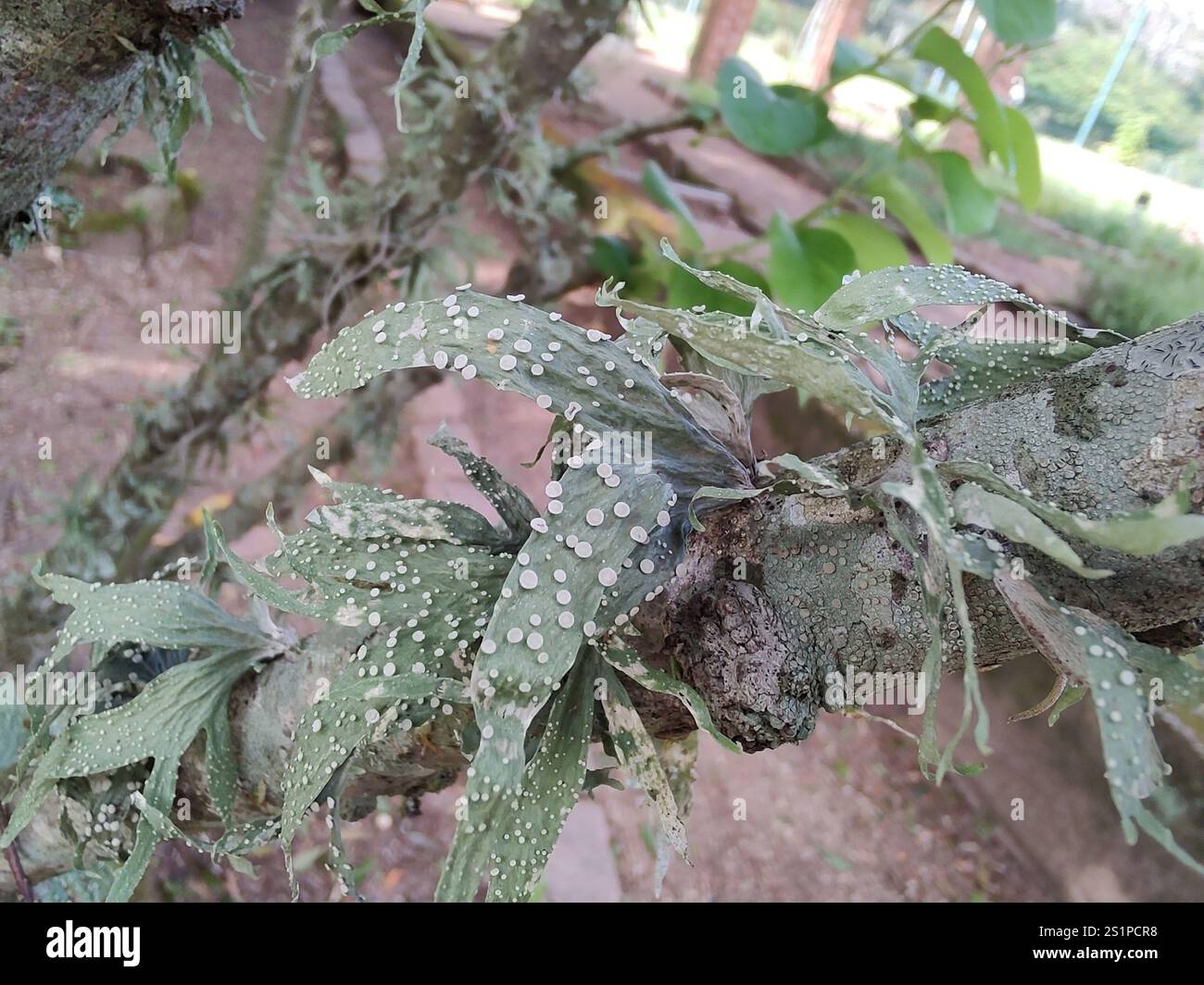 cartilage lichen (Ramalina celastri Stock Photo - Alamy