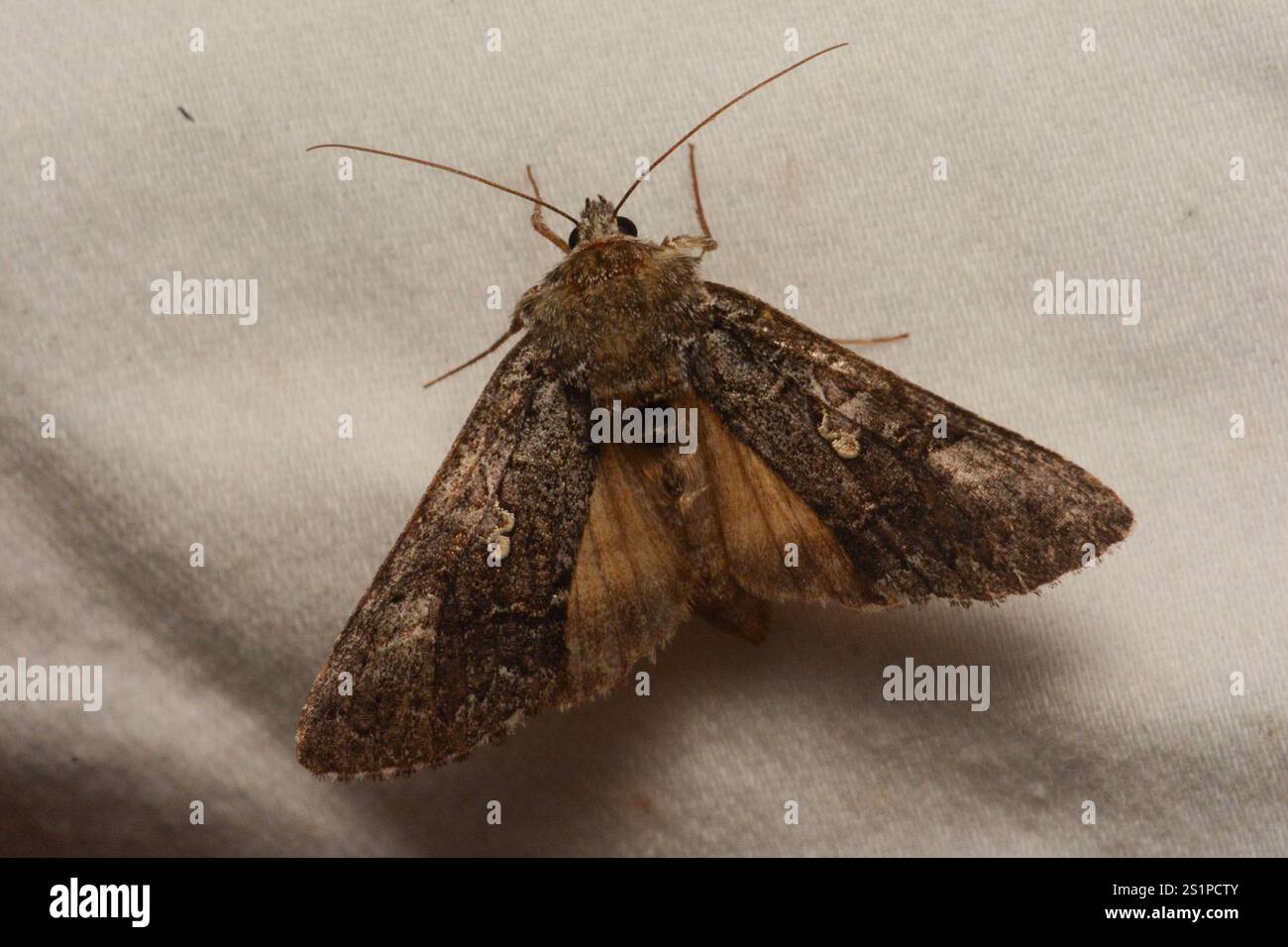 Plusiine Looper Moths (Plusiinae Stock Photo - Alamy