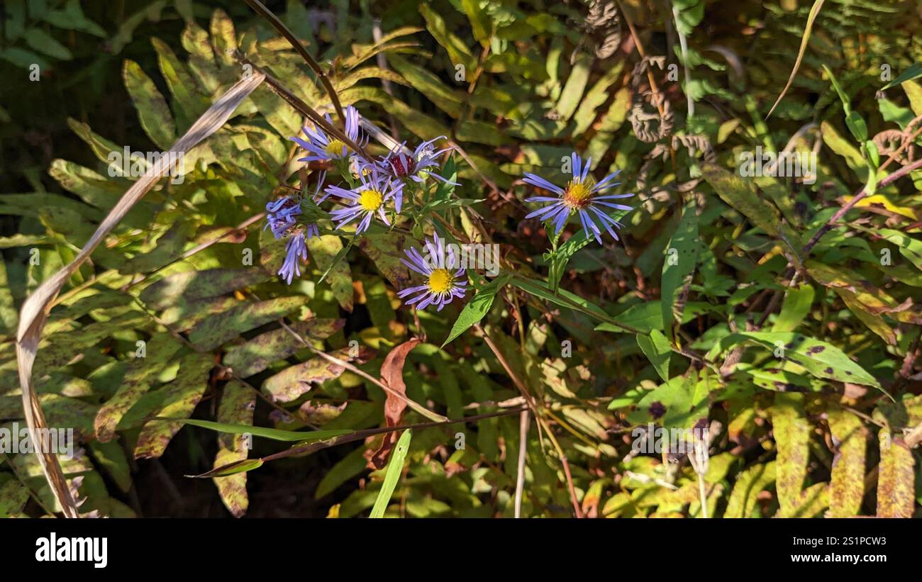 swamp aster (Symphyotrichum puniceum Stock Photo - Alamy