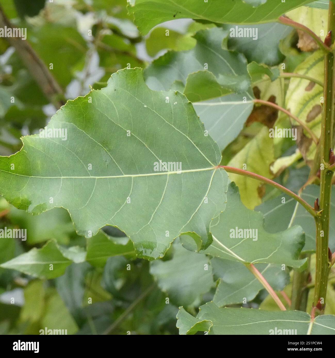 Hybrid Black-poplar (Populus × canadensis Stock Photo - Alamy