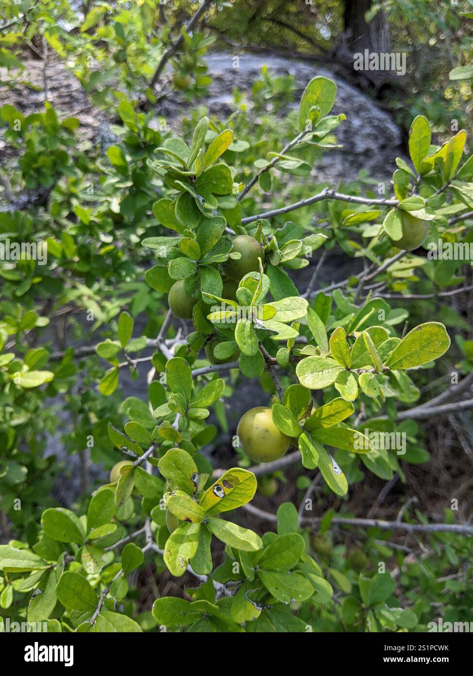 Texas Persimmon (Diospyros texana Stock Photo - Alamy