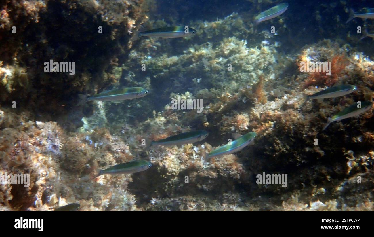 Southern Sand Smelt (Atherina hepsetus Stock Photo - Alamy