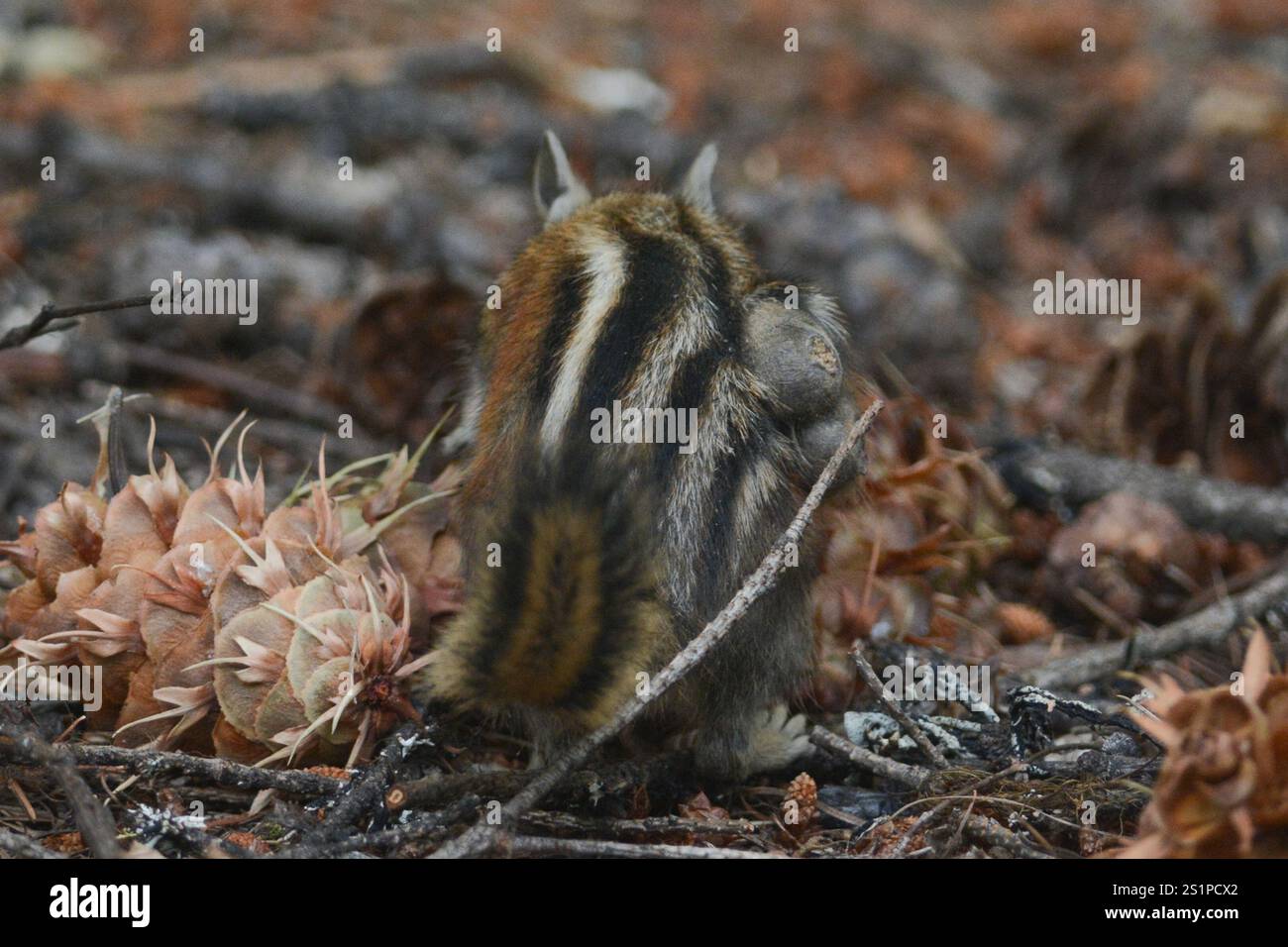Bot flies hi-res stock photography and images - Alamy
