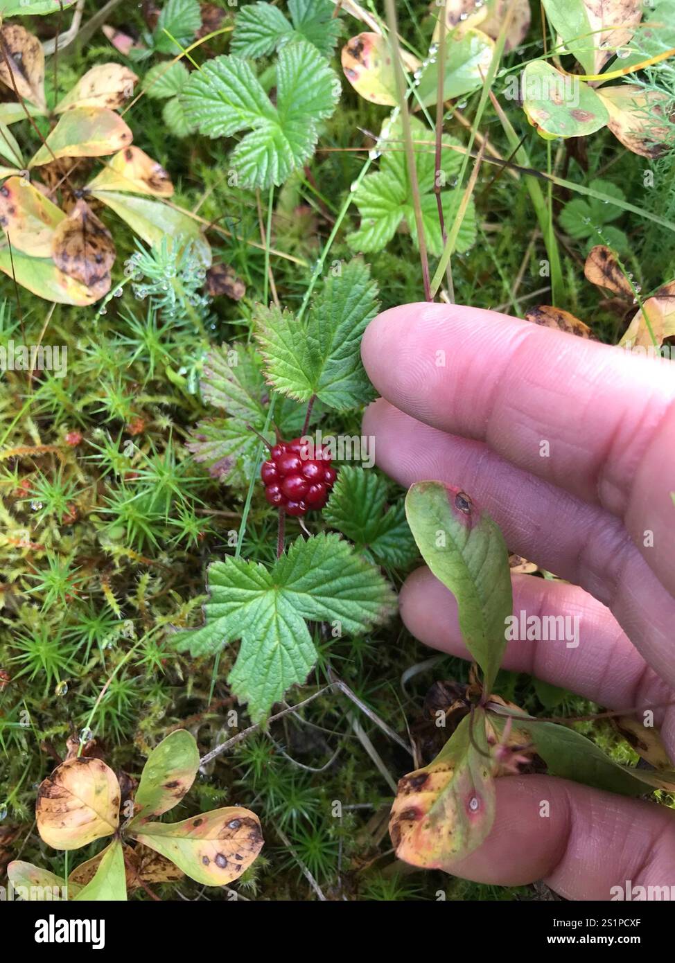 Arctic raspberry (Rubus arcticus Stock Photo - Alamy