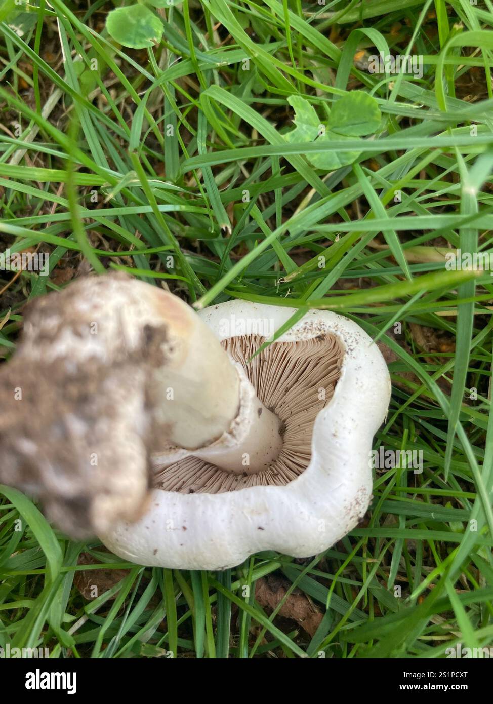 Yellow Stainer (Agaricus xanthodermus Stock Photo - Alamy
