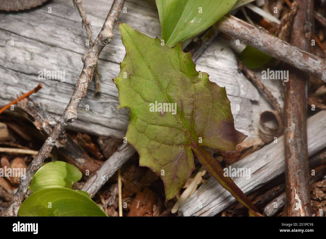 western rattlesnake root (Nabalus alatus Stock Photo - Alamy