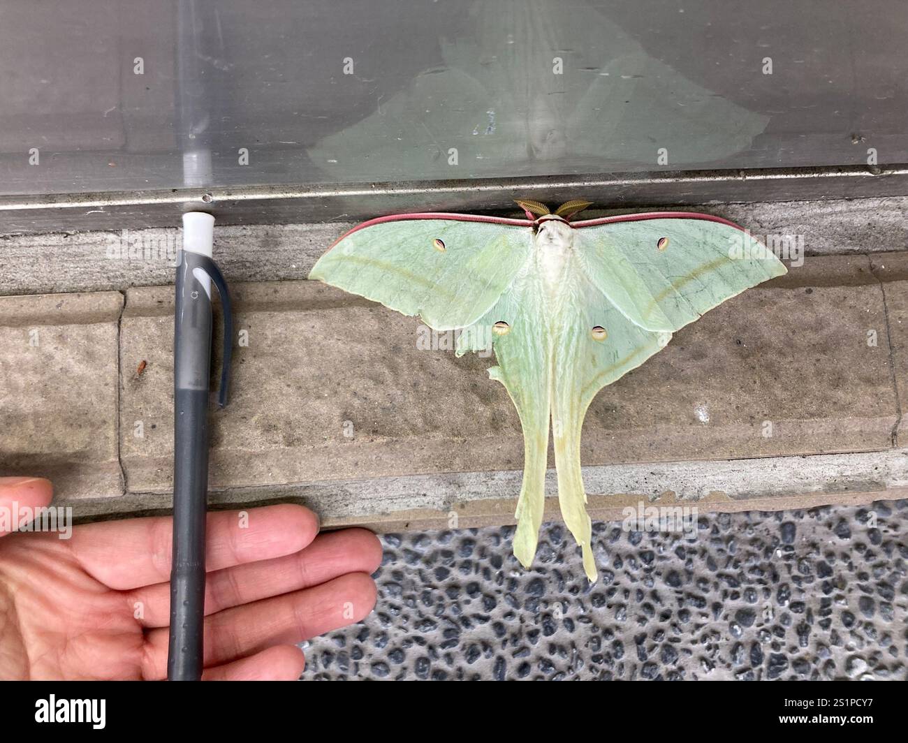 Chinese Moon Moth (Actias ningpoana Stock Photo - Alamy